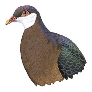 Metallic Pigeon - Columba vitiensis - Birds of the World