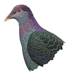 Metallic Pigeon - Columba vitiensis - Birds of the World