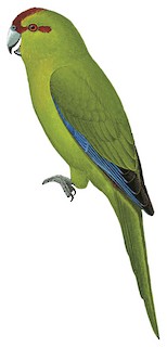 Norfolk Island Parakeet - Cyanoramphus cookii - Birds of the World