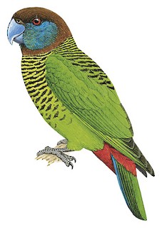 Painted Tiger-Parrot - Psittacella picta - Birds of the World