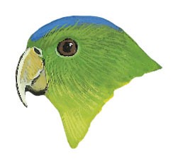 Blue-crowned Racquet-tail - Prioniturus discurus - Birds of the World