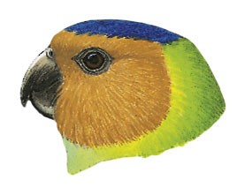 Buff-faced Pygmy-Parrot - Micropsitta pusio - Birds of the World