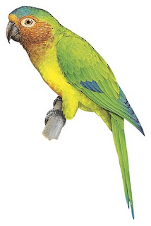 Brown-throated Parakeet - Eupsittula pertinax - Birds of the World