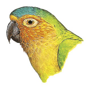 Brown-throated Parakeet - Eupsittula pertinax - Birds of the World