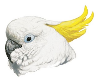 Sulphur-crested Cockatoo - Cacatua galerita - Birds of the World