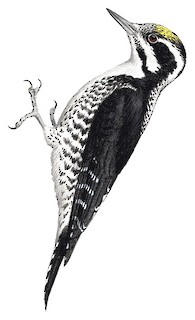 Eurasian Three-toed Woodpecker - Picoides tridactylus - Birds of the World