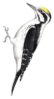 Eurasian Three-toed Woodpecker - Picoides tridactylus - Birds of the World