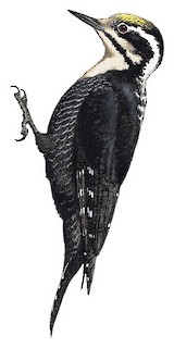 Eurasian Three-toed Woodpecker - Picoides tridactylus - Birds of the World