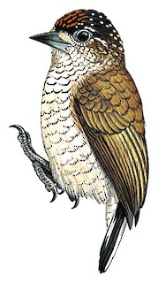Scaled Piculet - Picumnus squamulatus - Birds of the World