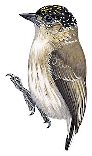 Grayish Piculet - Picumnus granadensis - Birds of the World