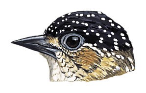 Grayish Piculet - Picumnus granadensis - Birds of the World