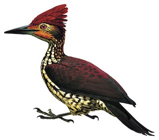 Buff-spotted Flameback - Chrysocolaptes lucidus - Birds of the World