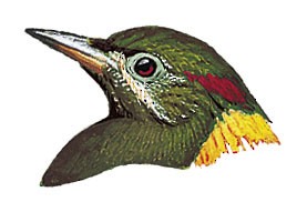 Lesser Yellownape - Picus chlorolophus - Birds of the World