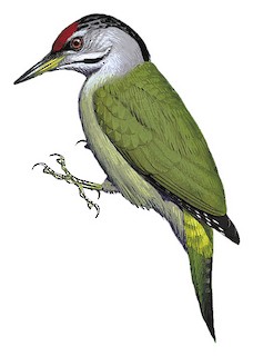 Gray-headed Woodpecker - Picus canus - Birds of the World