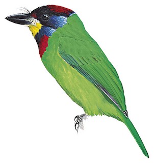 Chinese Barbet - Psilopogon faber - Birds of the World