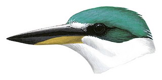 Beach Kingfisher - Todiramphus saurophagus - Birds of the World