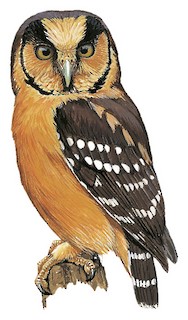 Buff-fronted Owl - Aegolius harrisii - Birds of the World