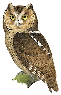Mountain Scops-Owl - Otus spilocephalus - Birds of the World