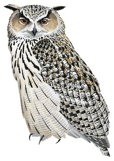 Eurasian Eagle-Owl - Bubo bubo - Birds of the World