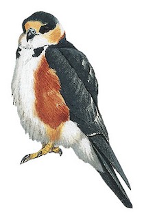 Pearl Kite - Gampsonyx swainsonii - Birds of the World