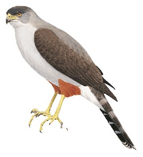 Bicolored Hawk - Astur bicolor - Birds of the World