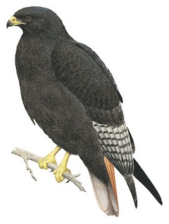 Augur Buzzard - Buteo augur - Birds of the World