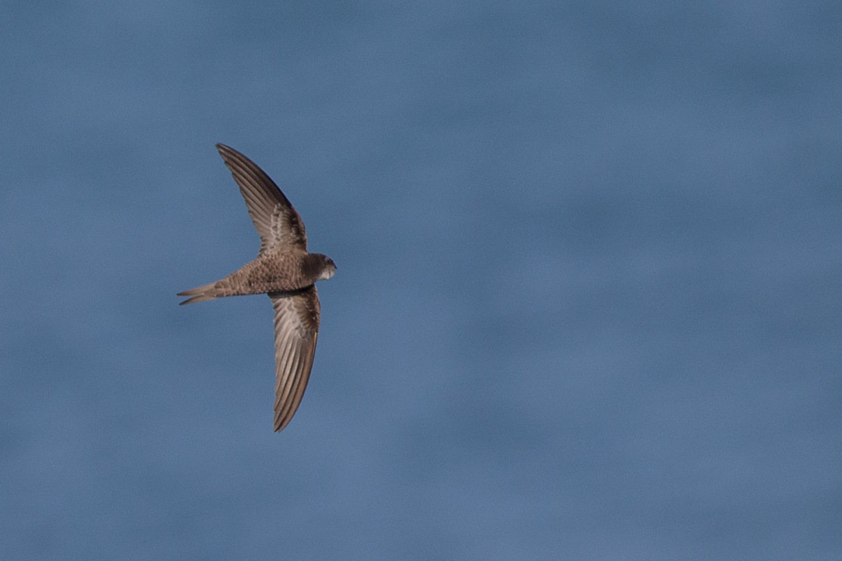 ML152480351 - Forbes-Watson's Swift - Macaulay Library