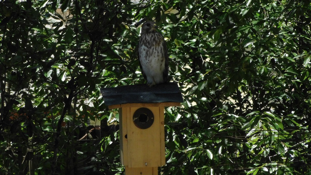 eBird Checklist - 20 Apr 2019 - My Backyard - 5 species