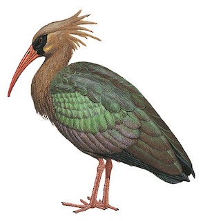 Olive Ibis - Bostrychia olivacea - Birds of the World