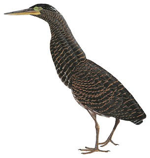 Ardeidae - Herons, Egrets, and Bitterns - Birds of the World