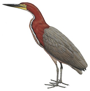 Ardeidae - Herons, Egrets, and Bitterns - Birds of the World