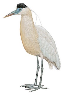 Ardeidae - Herons, Egrets, and Bitterns - Birds of the World
