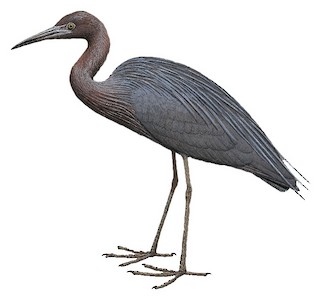 Ardeidae - Herons, Egrets, and Bitterns - Birds of the World