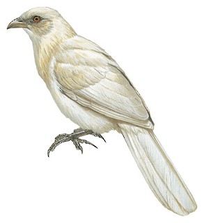 Philippine Coucal - Centropus viridis - Birds of the World