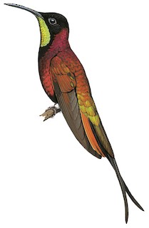 Crimson Topaz - Topaza pella - Birds of the World