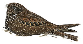 Caprimulgidae - Nightjars and Allies - Birds of the World