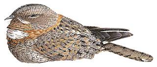Caprimulgidae - Nightjars and Allies - Birds of the World