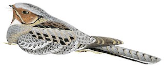 Caprimulgidae - Nightjars and Allies - Birds of the World