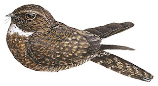 Caprimulgidae - Nightjars and Allies - Birds of the World