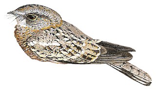 Caprimulgidae - Nightjars and Allies - Birds of the World