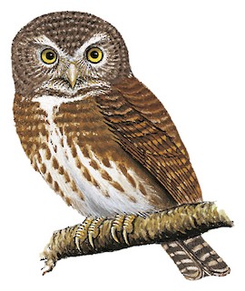 Sunda Owlet - Taenioptynx sylvaticus - Birds of the World