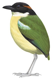 Black-faced Pitta - Pitta anerythra - Birds of the World