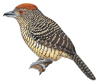 Fasciated Antshrike - Cymbilaimus lineatus - Birds of the World