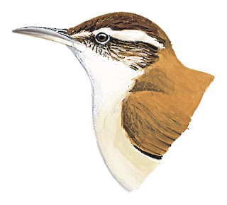 Wing-banded Hornero - Furnarius figulus - Birds of the World