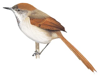 Azara's Spinetail - Synallaxis azarae - Birds of the World
