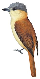 Crested Becard - Pachyramphus validus - Birds of the World