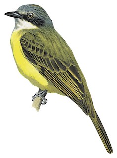 Gray-capped Flycatcher - Myiozetetes granadensis - Birds of the World
