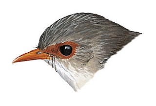 Purple-backed Fairywren - Malurus assimilis - Birds of the World