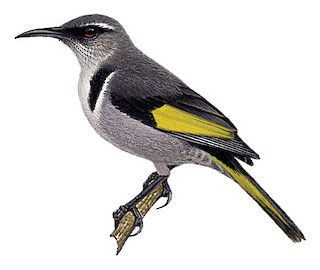 Meliphagidae - Honeyeaters - Birds of the World