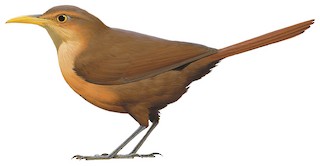 Pomatostomidae - Pseudo-Babblers - Birds of the World